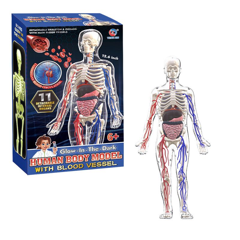 Mannequin Toy DIY Human Organ Puzzle Educational Science Kit for ...