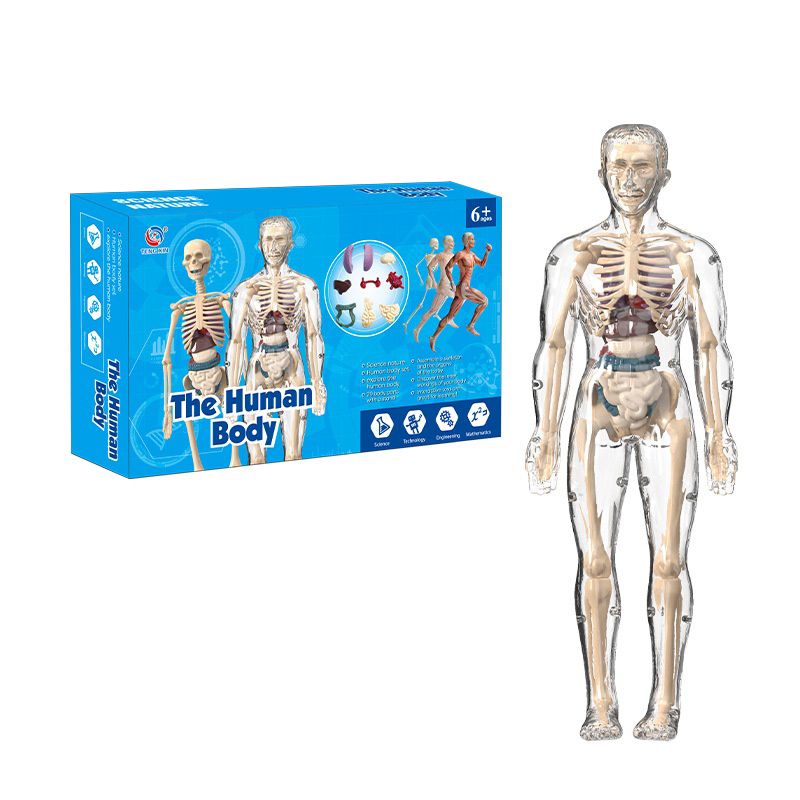 Transparent Full Body Skeleton Toy DIY Human Organ Puzzle Educational ...